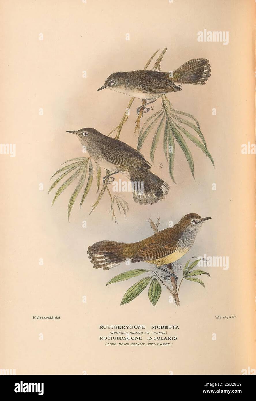 Lord howe gerygone hi-res stock photography and images - Alamy