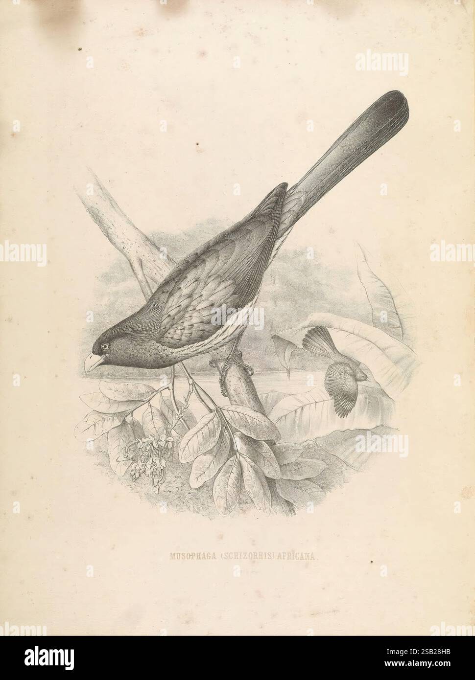 De toerako's, afgebeeld en beschreven door H. Schlegel onder ...