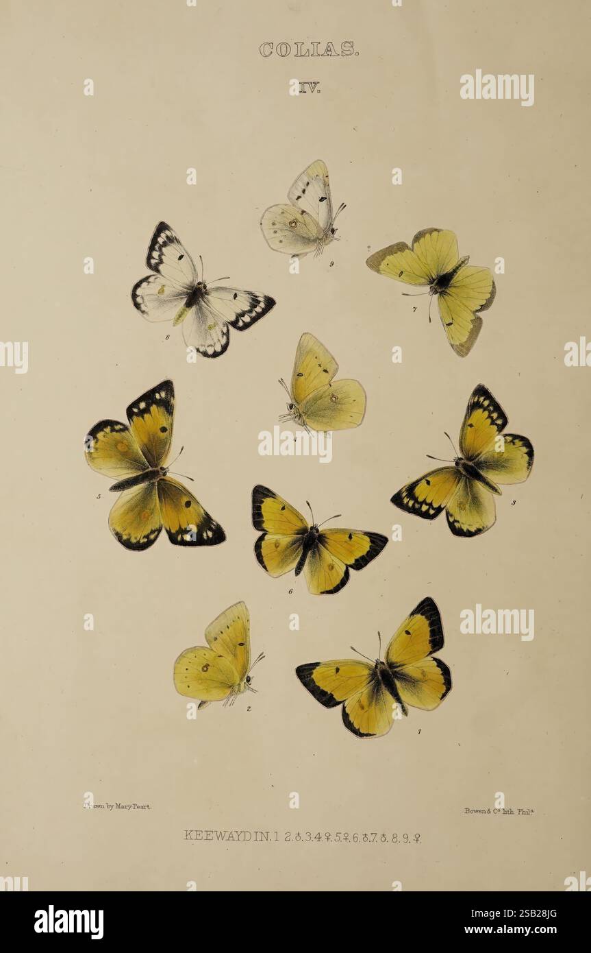 Delicate arrangement of butterflies in various species hi-res stock ...
