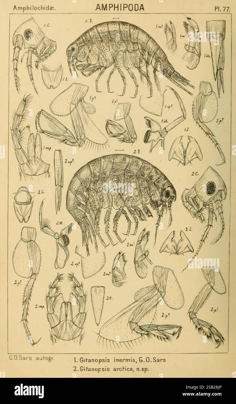 An account of the Crustacea of Norway Christiania A. Cammermeyer 1895 ...
