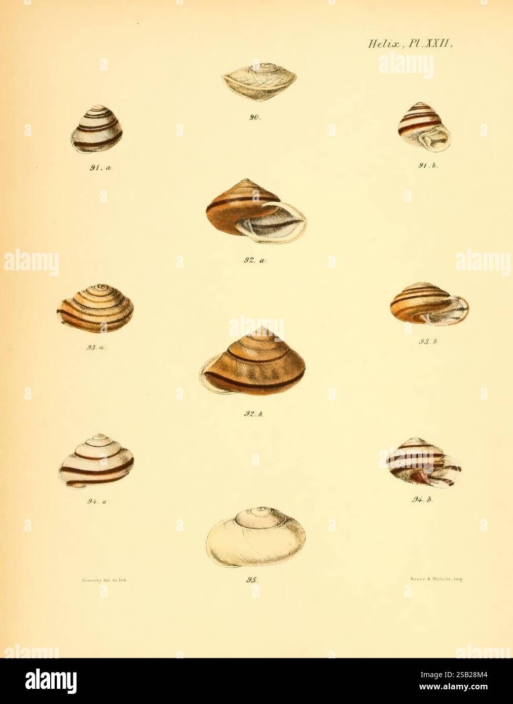 Conchologia iconica, or Illustrations of the shells of molluscous ...