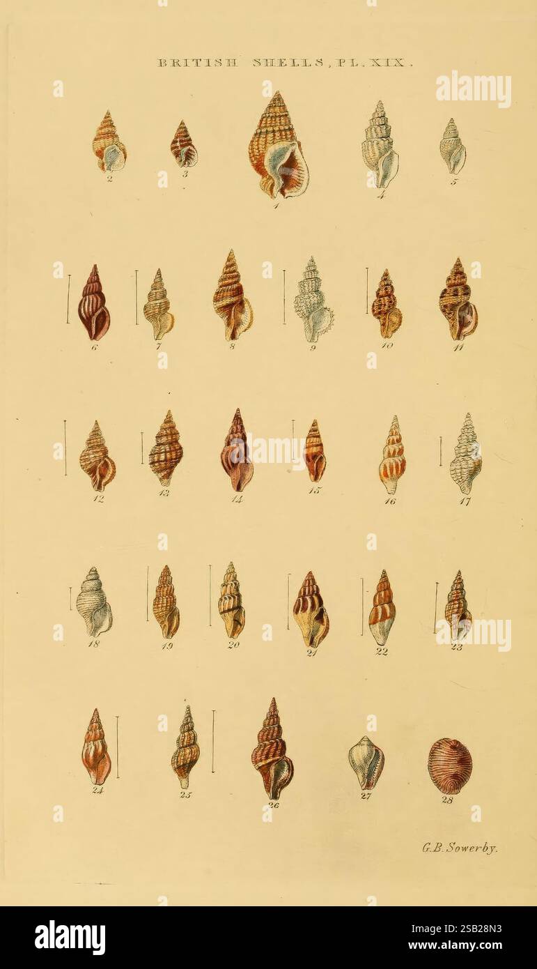 Illustrated Index Of British Shells London Simpkin Marshall And Co. And ...