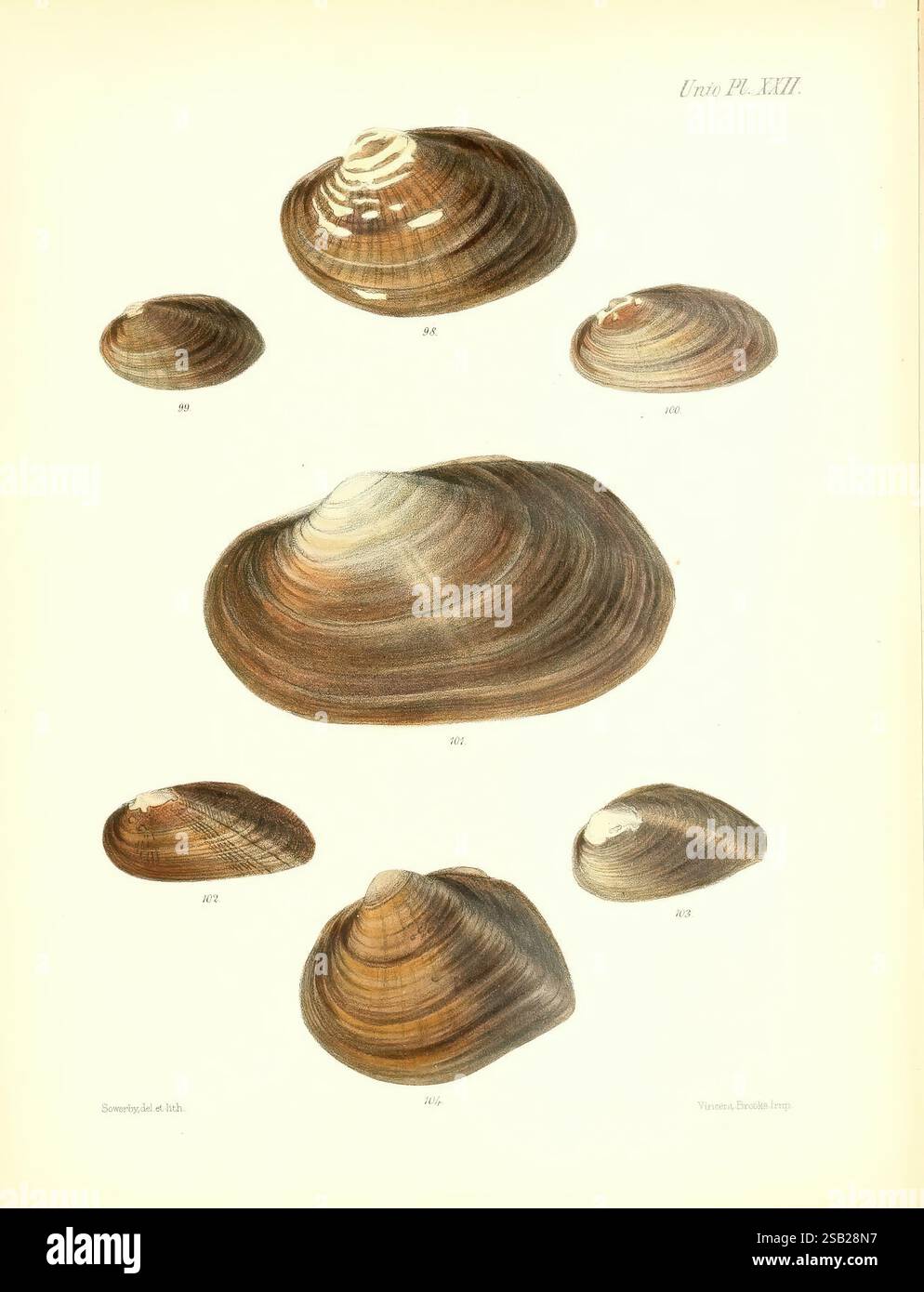 Conchologia iconica, or Illustrations of the shells of molluscous ...