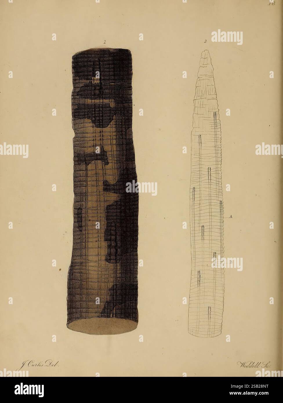 A pictorial atlas of fossil remains, 1850, paleontology, pictorial ...