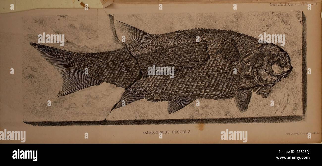 The Quarterly Journal of the Geological Society of London, v. 6 (1850 ...