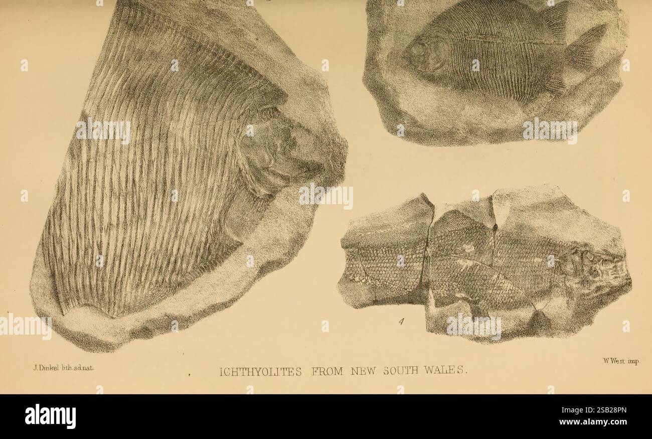 The Quarterly journal of the Geological Society of London, v. 20 (1864 ...