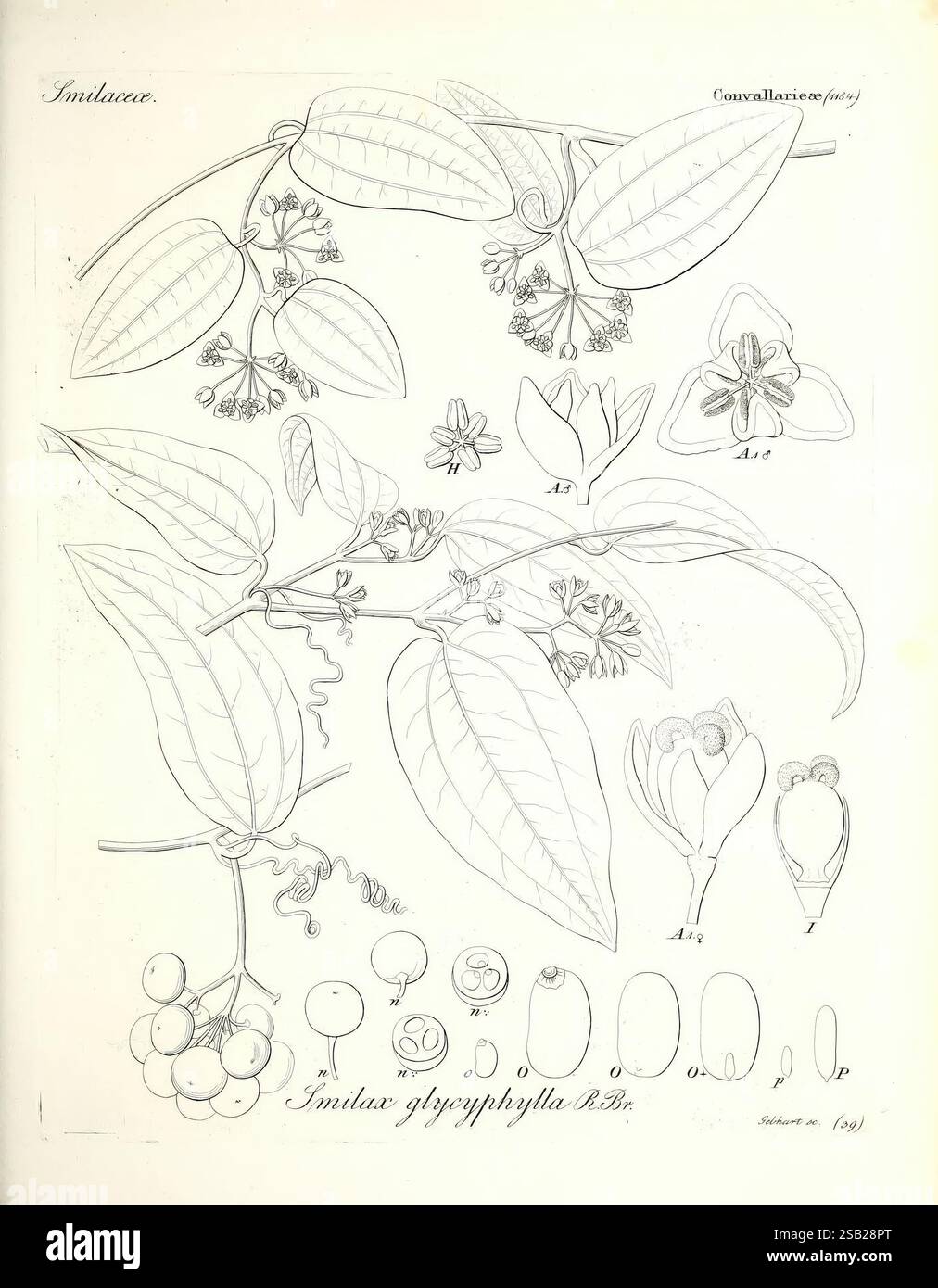 Plant species smilax glycyphylla hi-res stock photography and images ...