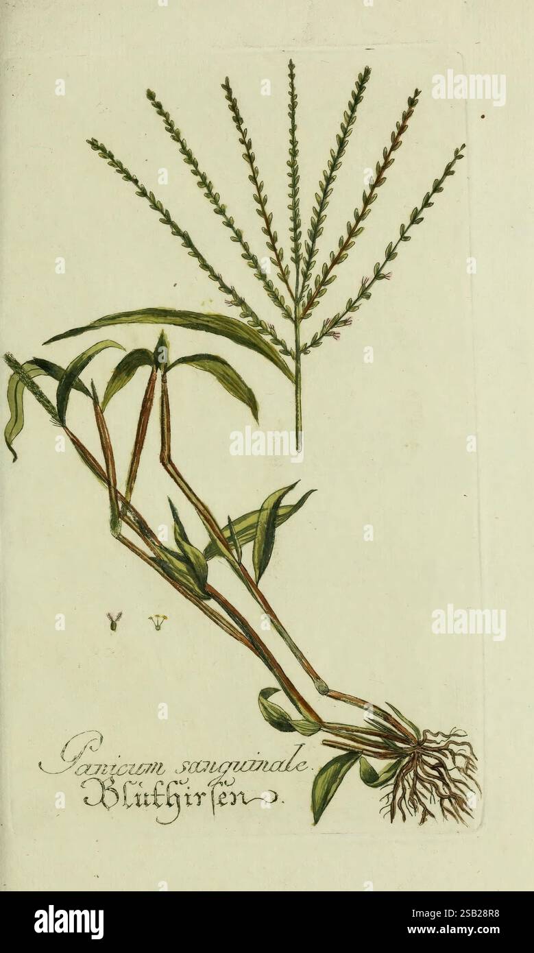 Plant panicum sanguinale hi-res stock photography and images - Alamy