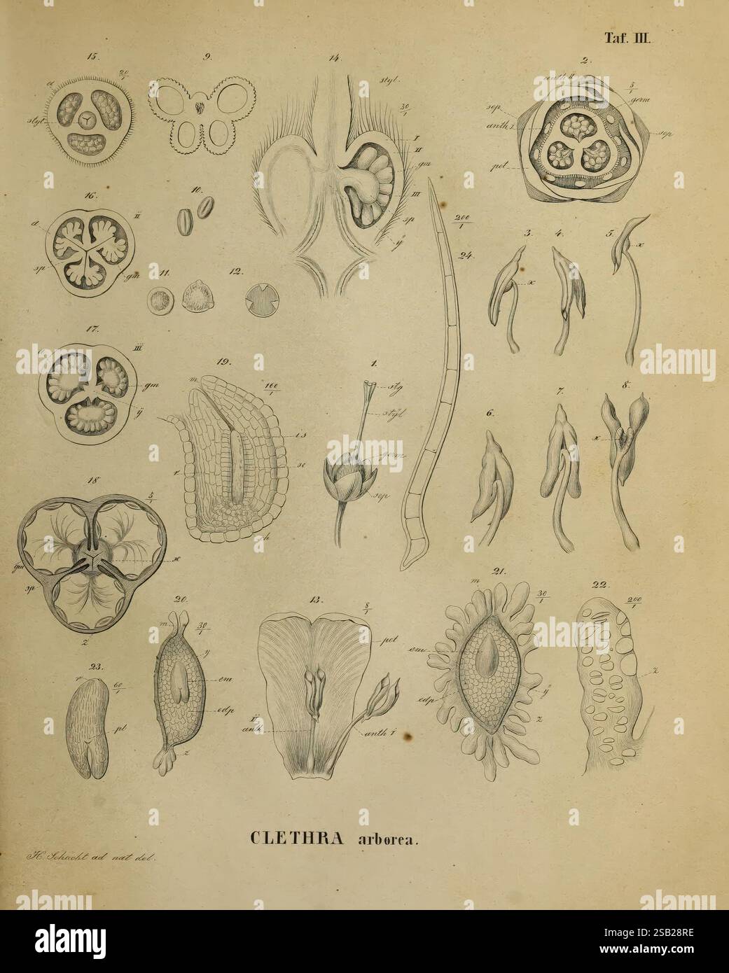 Clethra arborea plant hi-res stock photography and images - Alamy