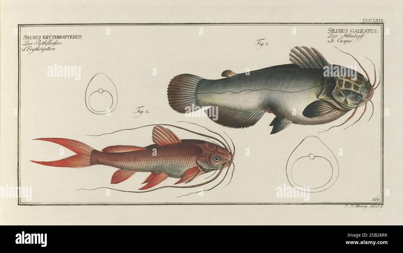 D. Marcus Elieser Bloch's ausübenden Arztes zu Berlin Oeconomische ...