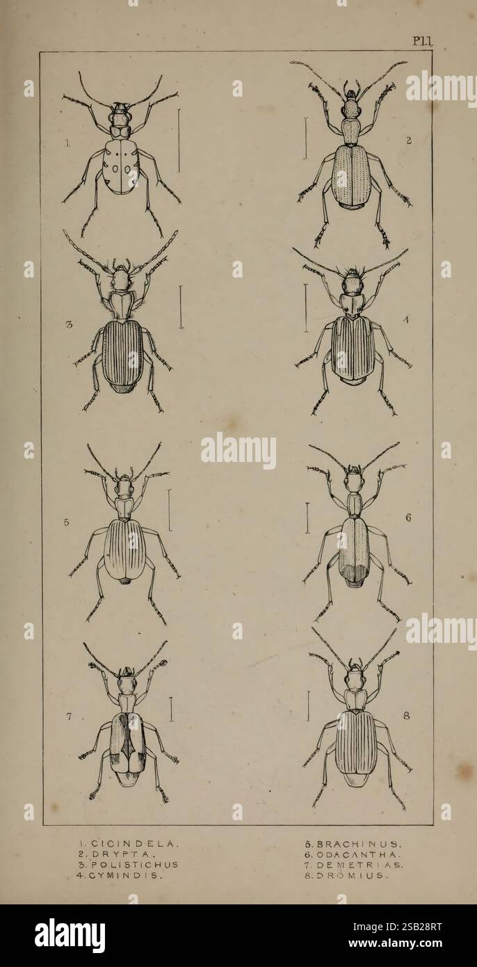The British Coleoptera delineated, London, W. Crofts, 1840, beetles ...
