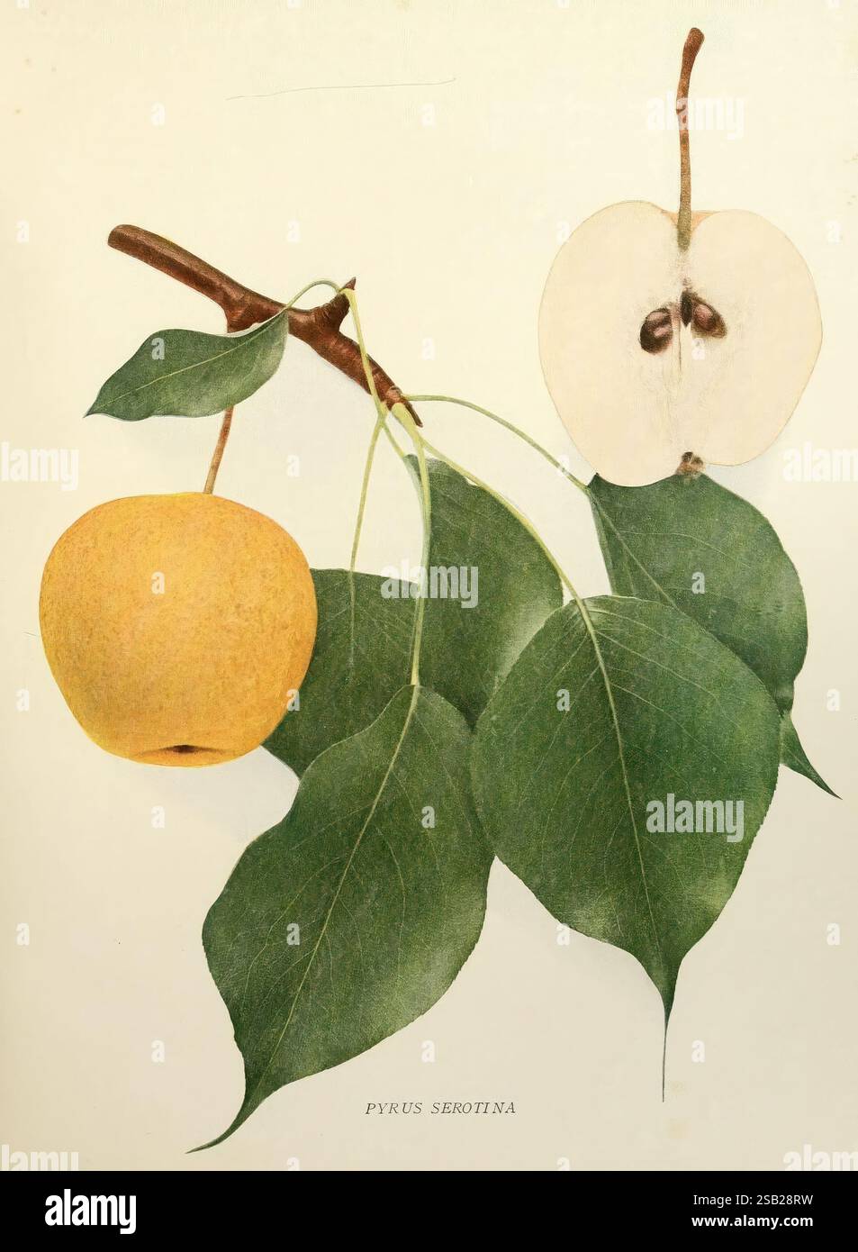 Variety reveals hi-res stock photography and images - Alamy