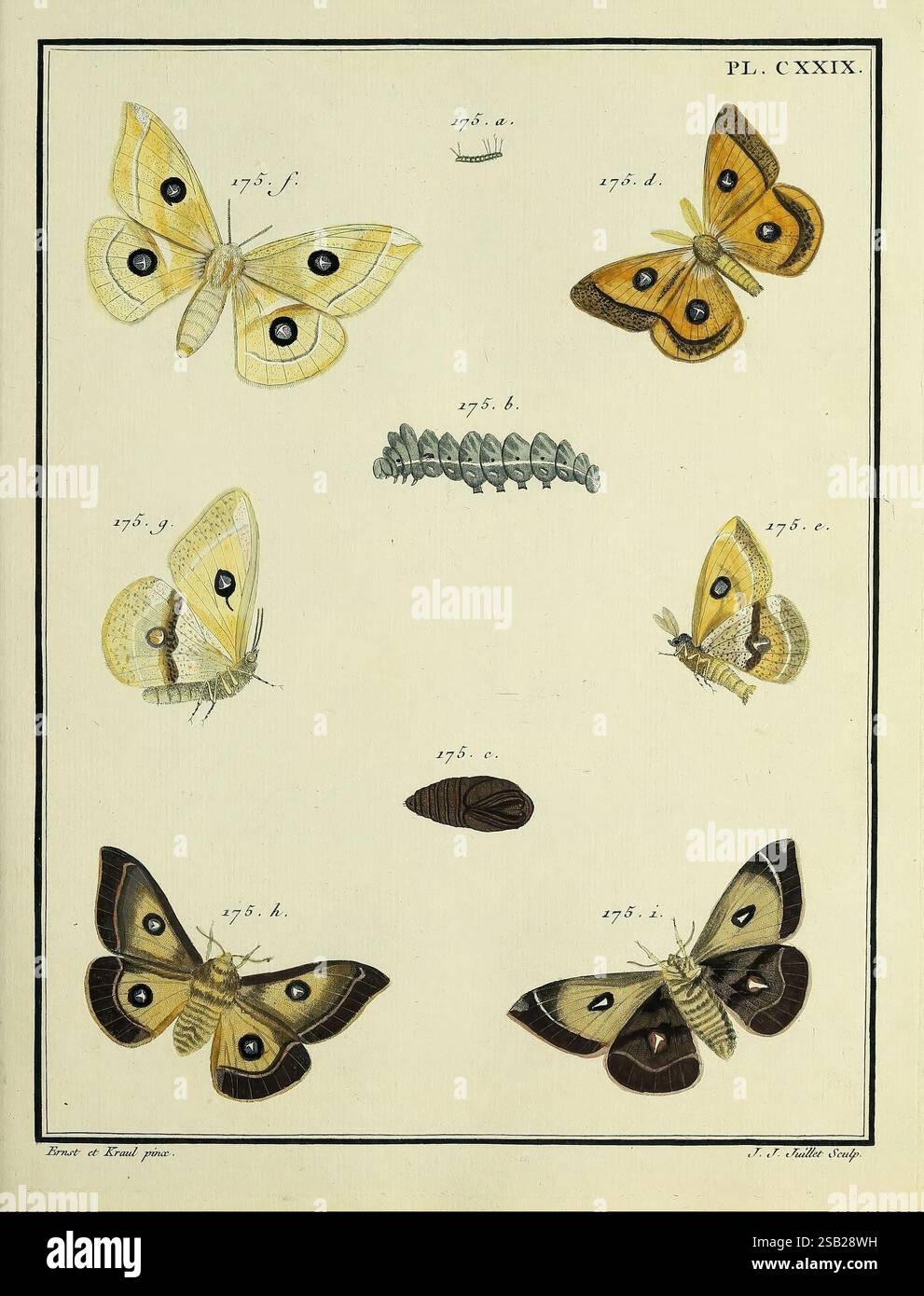 Papillons d'Europe, peints d'après nature, A Paris, Chez P.M ...