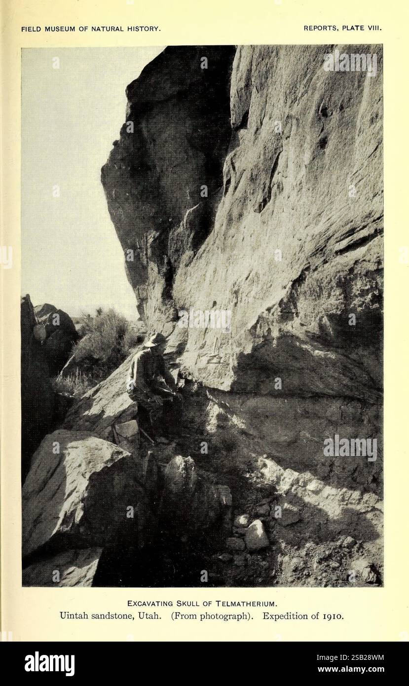 Annual report of the Director to the Board of Trustees for the year ...