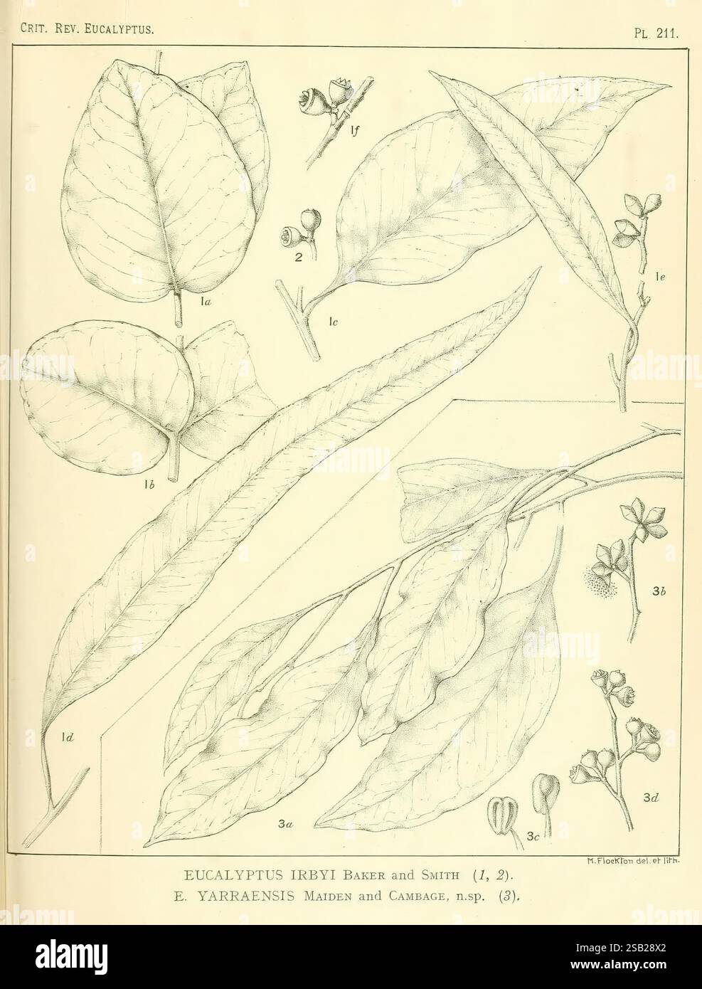 Detailed botanical representations of leaf shapes hi-res stock ...