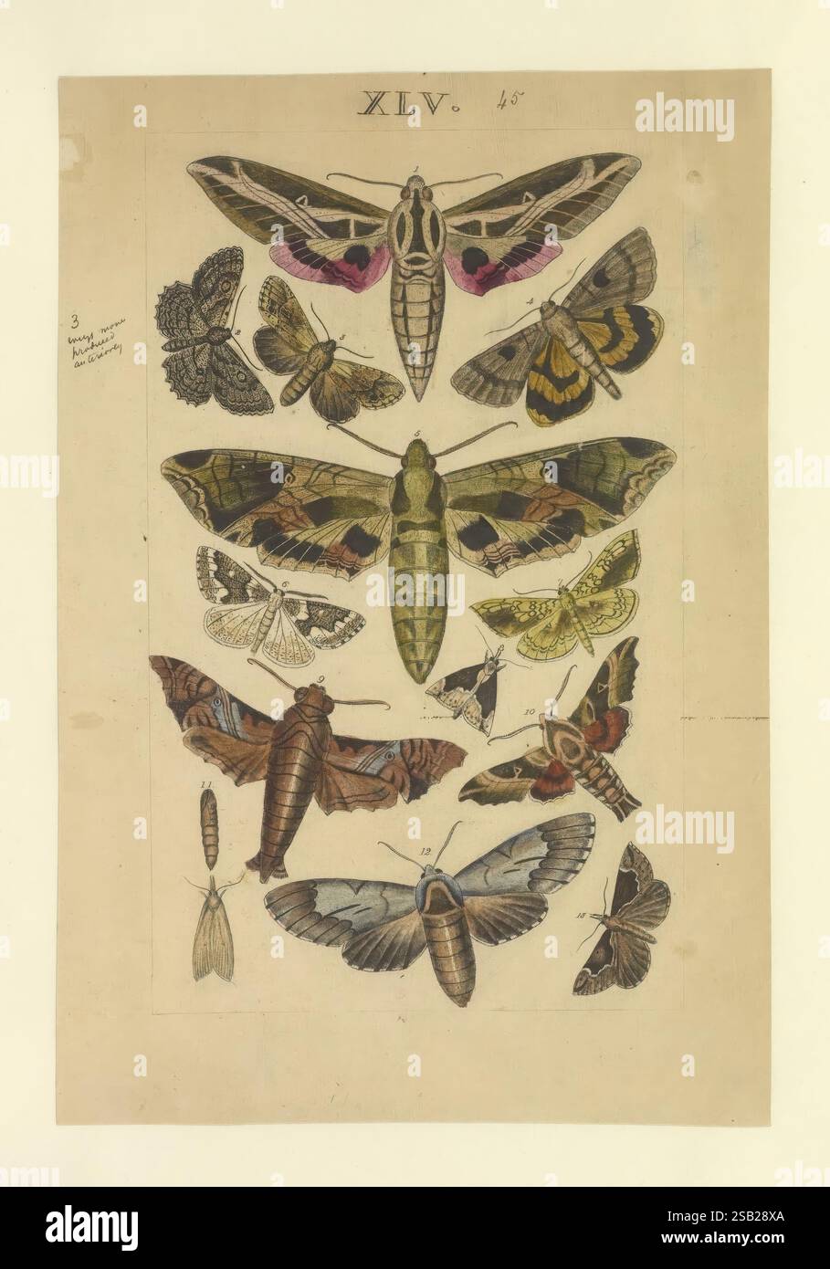 Top section features larger moths hi-res stock photography and images ...