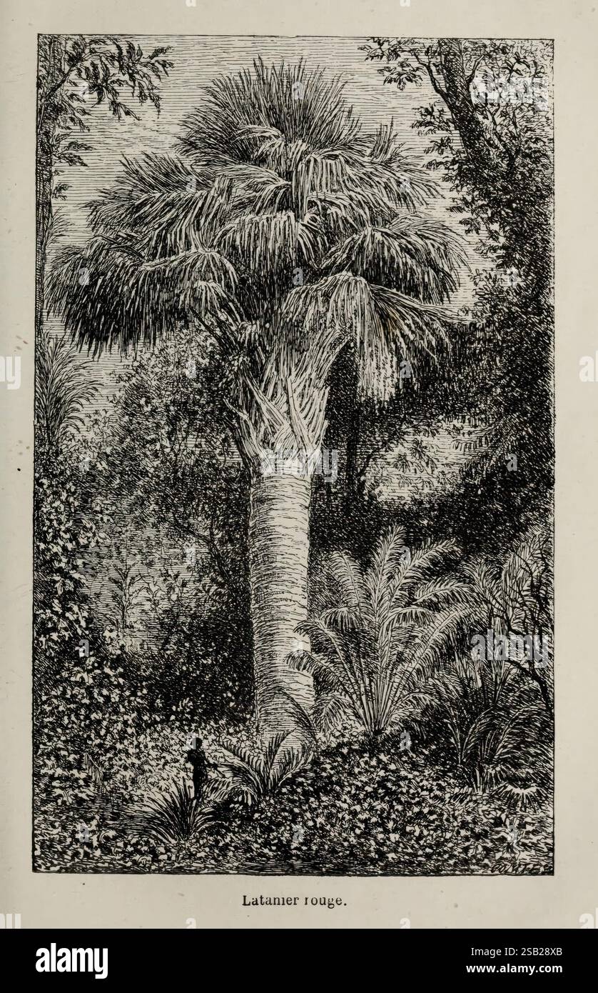 Les merveilles de la végétation Paris L. Hachette et cie 1866 botany ...