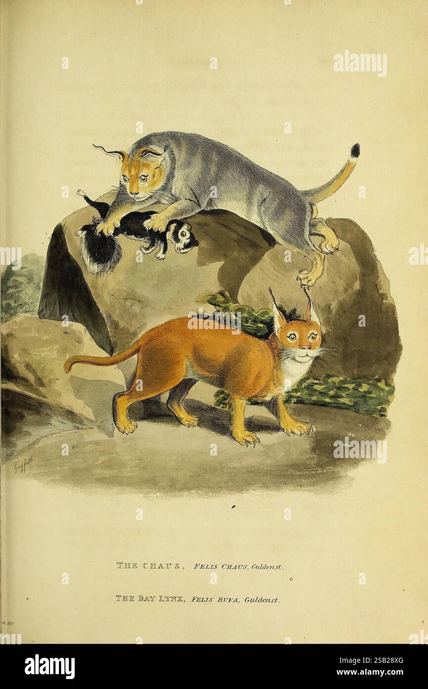 General, and, particular, descriptions, of, the, vertebrated, animals ...