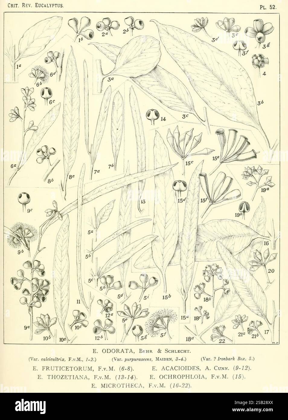 A critical revision of the genus Eucalyptus, Sydney, Gullick, 1903-1933 ...