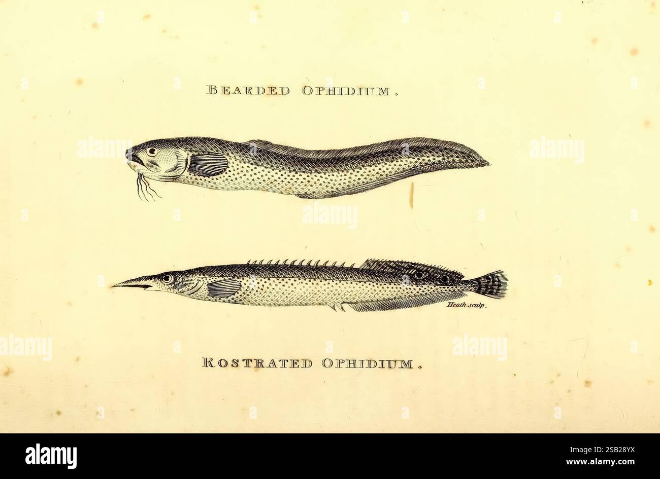 General zoology, or Systematic natural history London, Printed for G ...