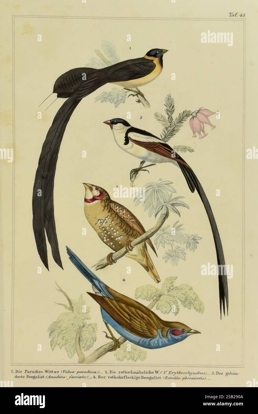 Striking plumage displays hi-res stock photography and images - Alamy