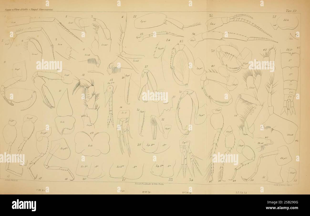 Identifying morphological features hi-res stock photography and images ...