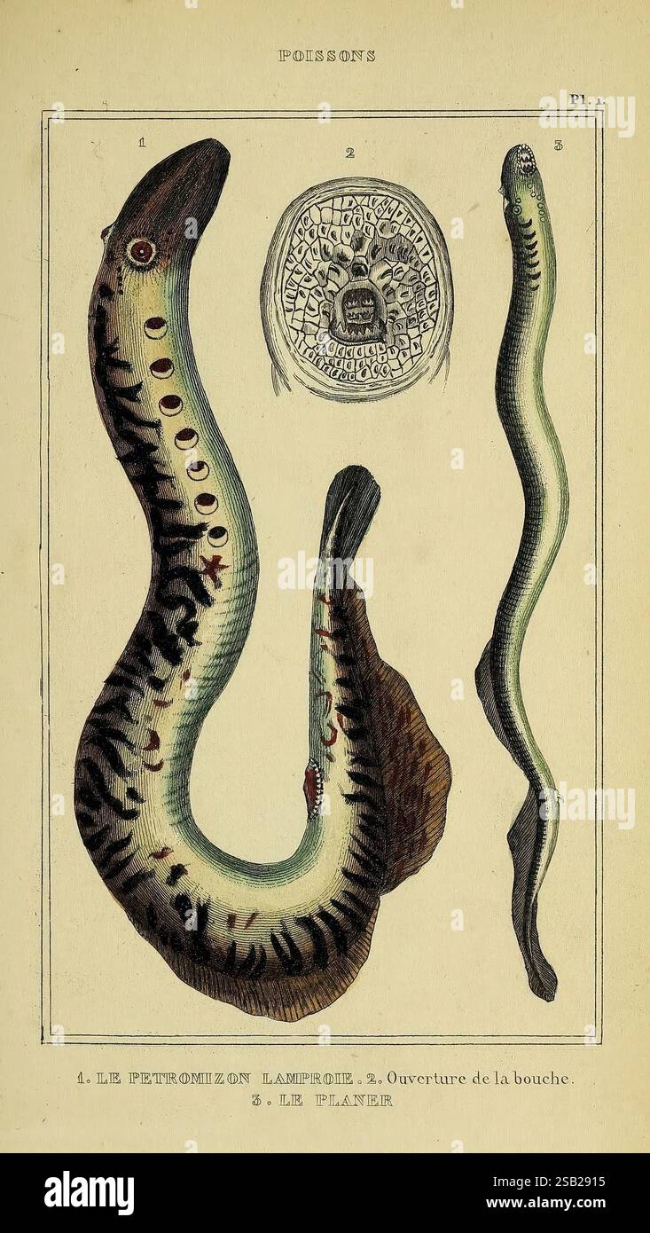 Oeuvres du comte de Lacépède Paris P. Duménil 1836 natural history ...