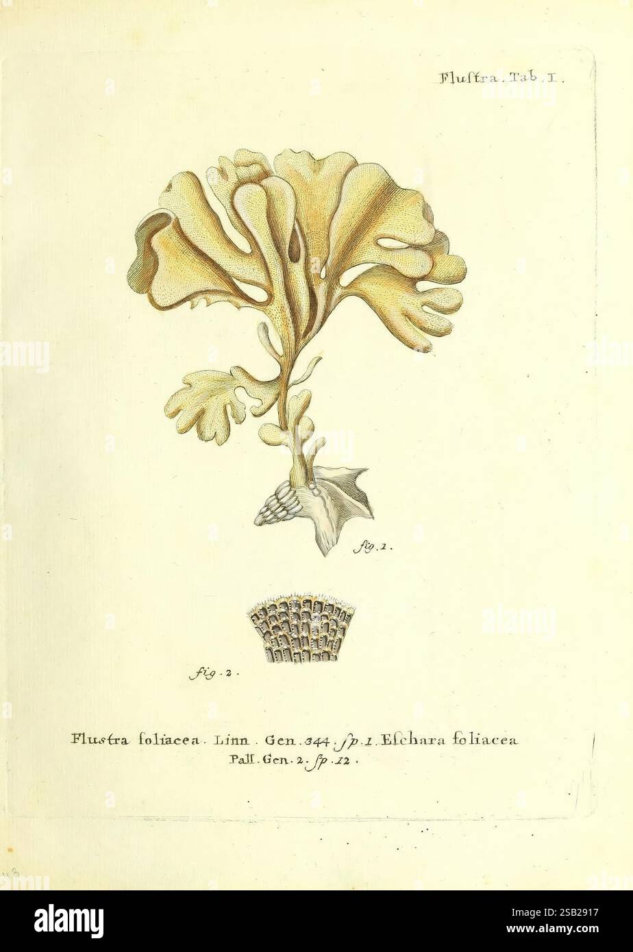 Plants robust anchoring system hi-res stock photography and images - Alamy