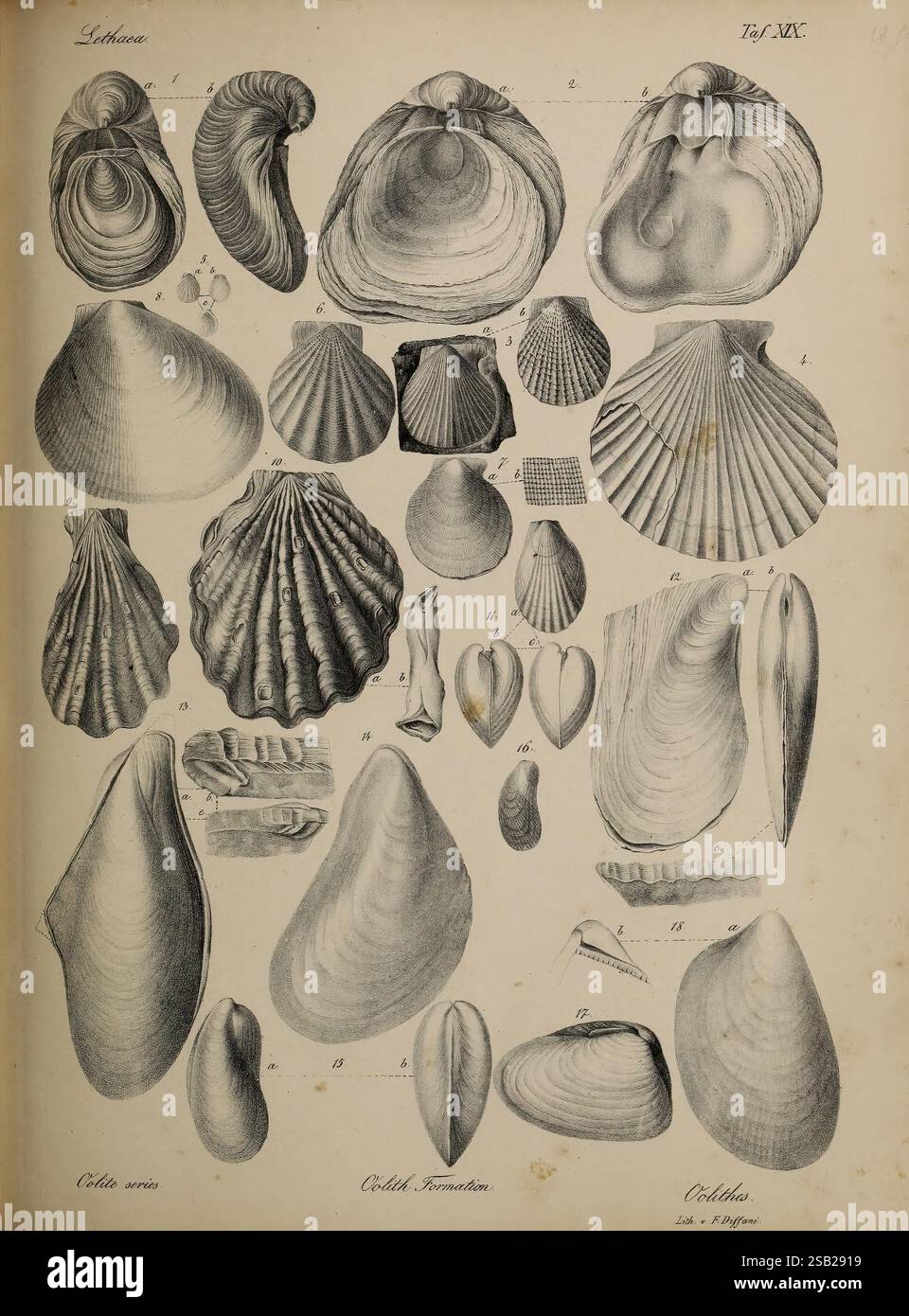 Variety of shell formations hi-res stock photography and images - Alamy