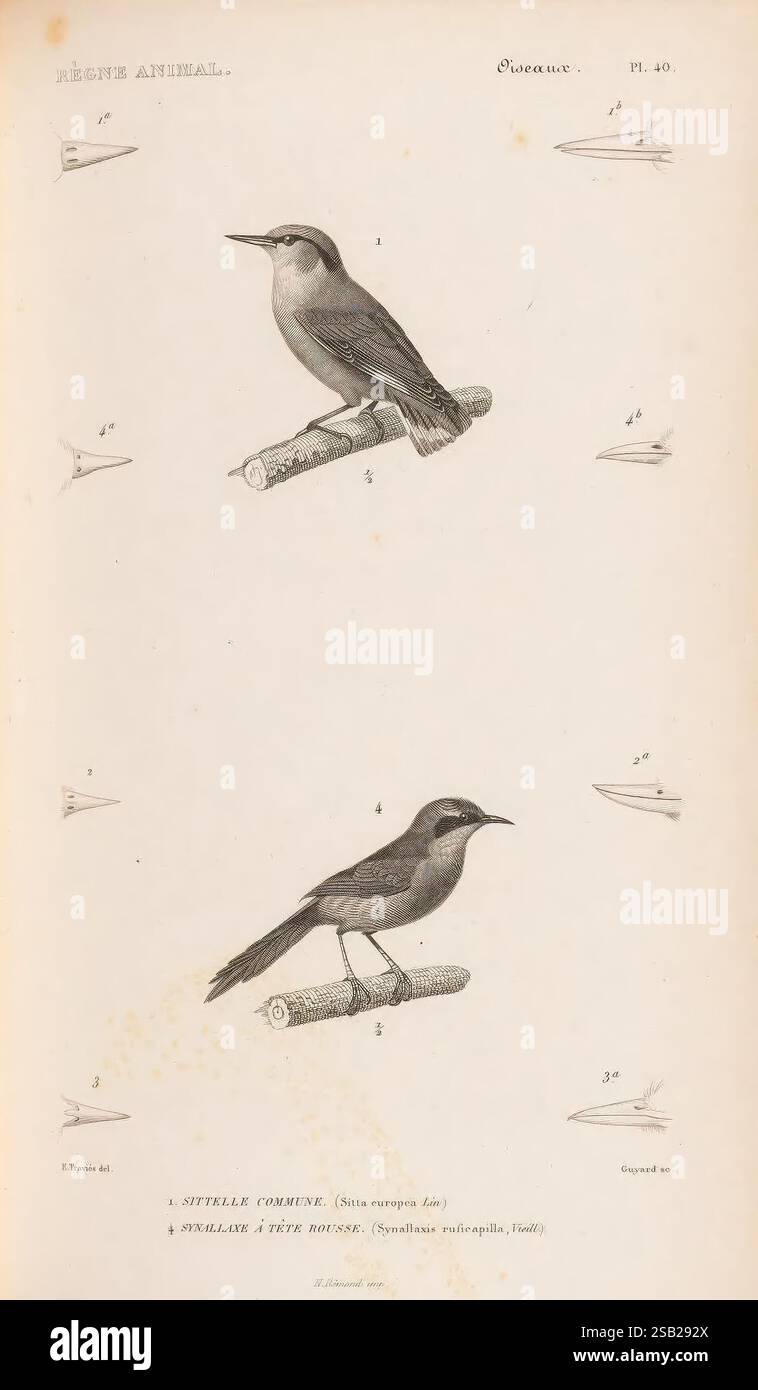 Le règne animal distribué d'après son organisation, Paris, 1836-1849 ...