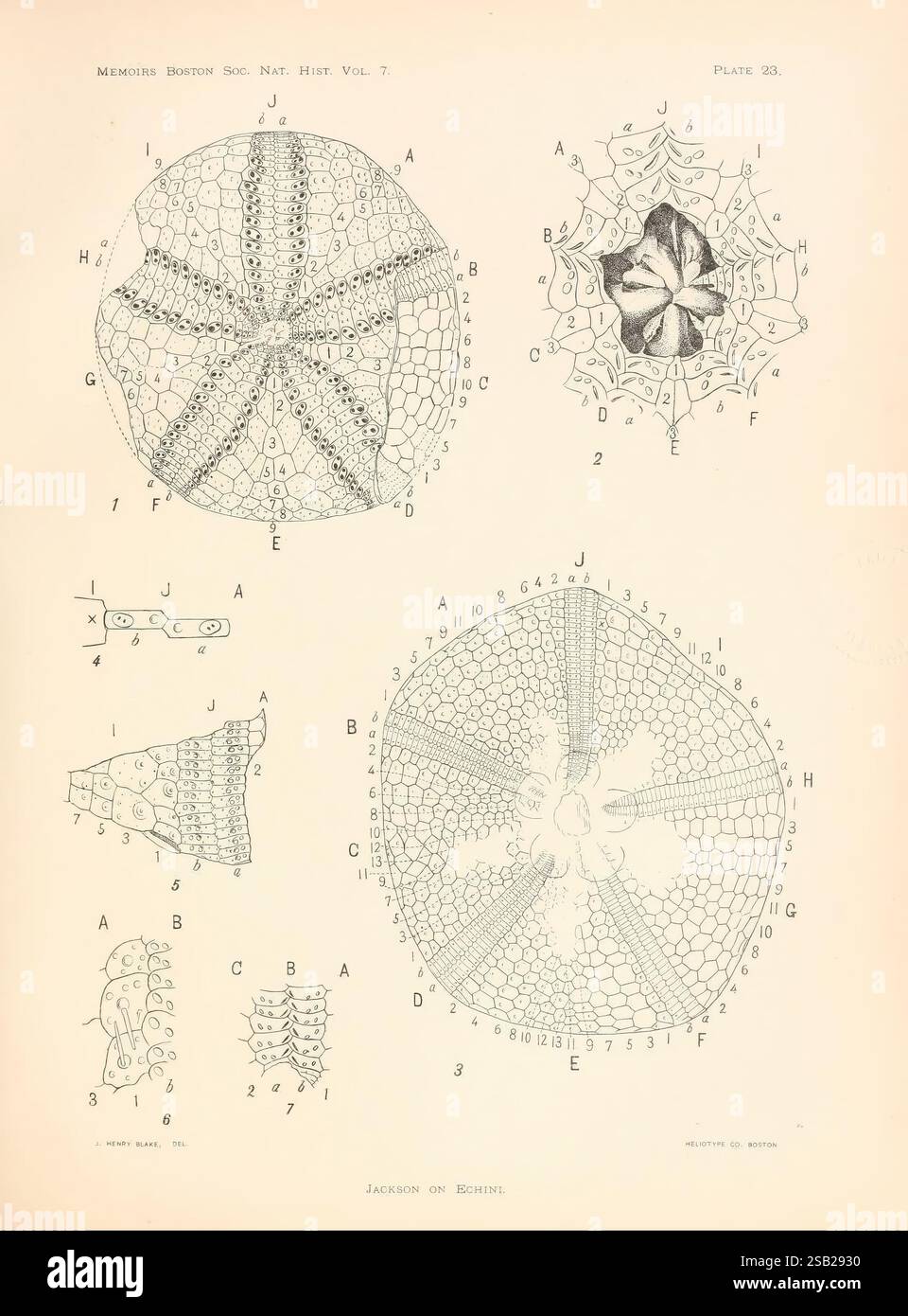 Section showcases detailed line work hi-res stock photography and ...