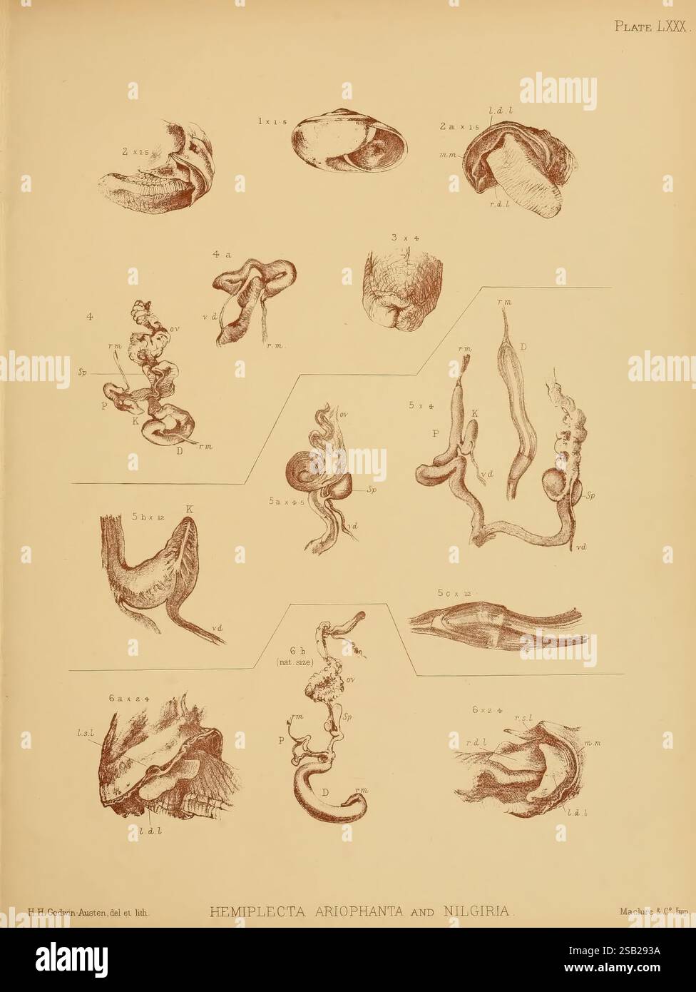 Land freshwater, Mollusca, India, London, Taylor and Francis, 1882 ...