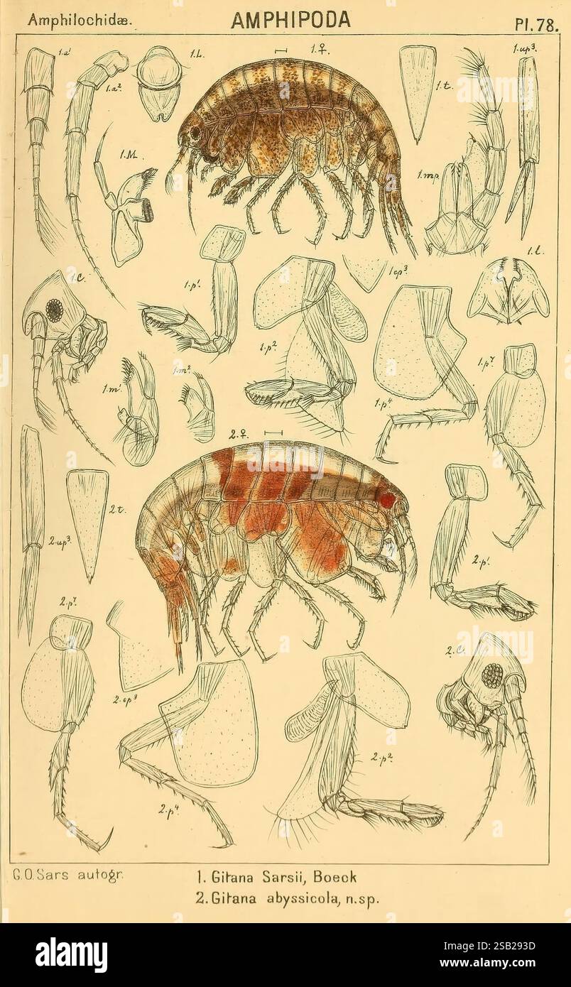 An account of the Crustacea of Norway Christiania, A. Cammermeyer, 1895 ...