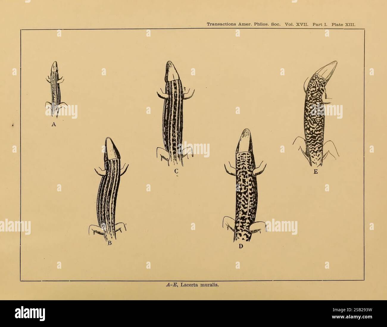 Exhibit varied markings hi-res stock photography and images - Alamy