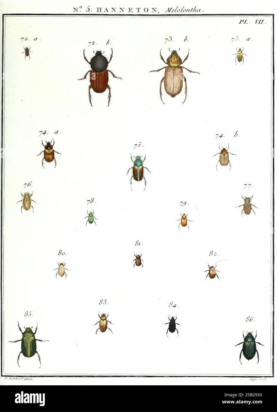 Entomologie ou Histoire naturelle des insectes, Paris, Imp. Baudouin ...
