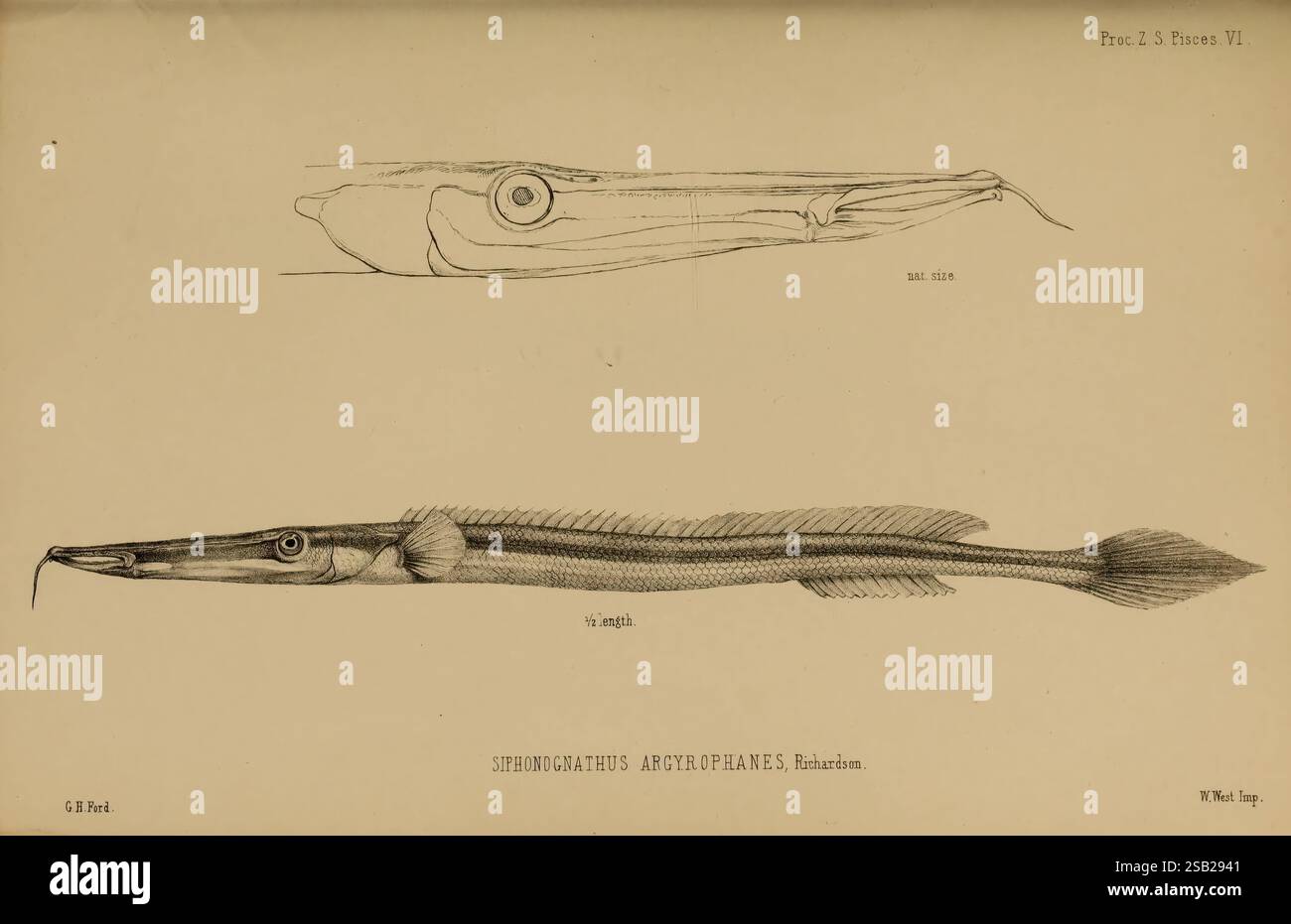 Proceedings of the Zoological Society of London, London, Academic Press ...