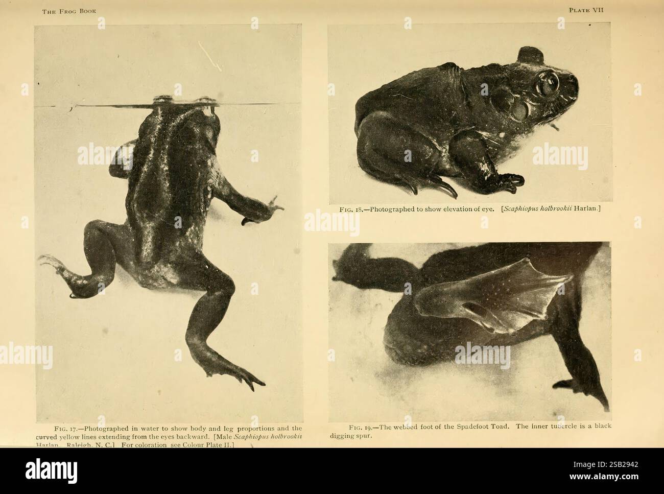 Frogs anatomical structure hi-res stock photography and images - Alamy