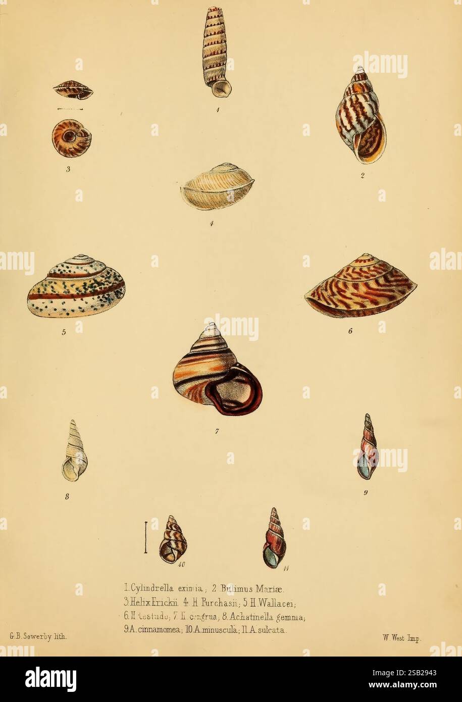 Cataloged classification hi-res stock photography and images - Alamy