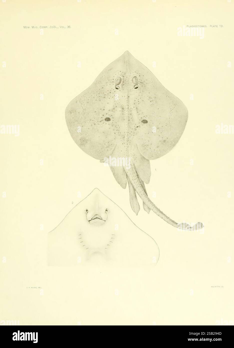 The Plagiostomia Sharks Skates And Rays Cambridge U.S.A. Printed For ...