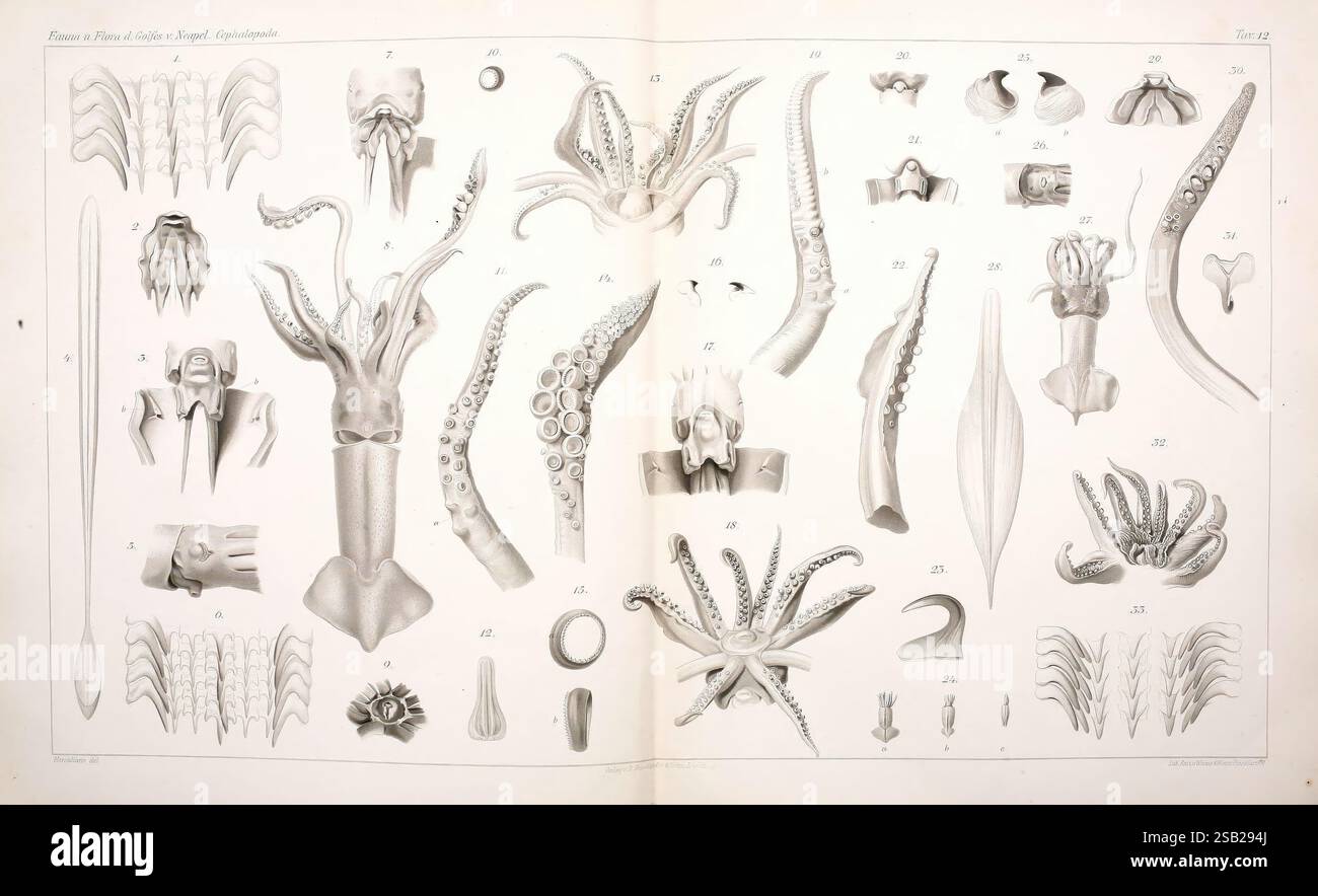 Illex coindetii hi-res stock photography and images - Alamy