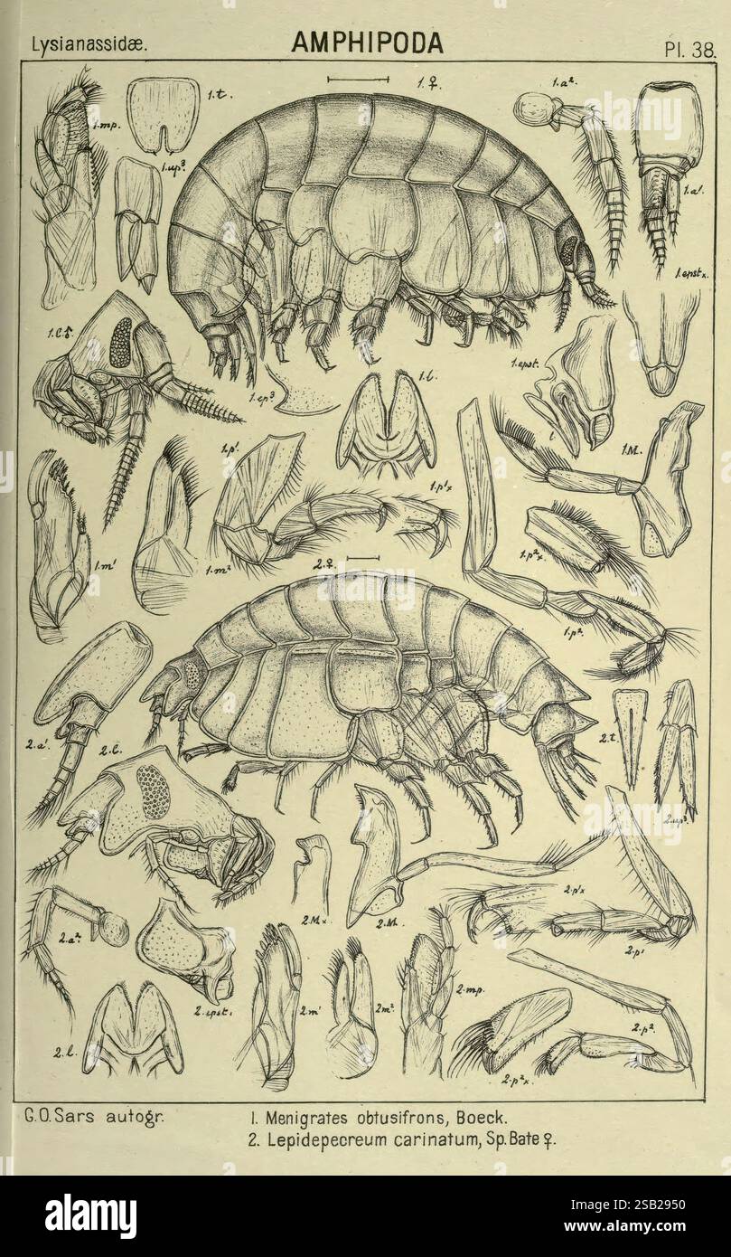 An account of the Crustacea of Norway. v.1 Amphipoda (plates ...
