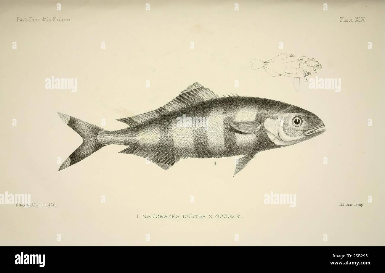 The fishes of Great Britain and Ireland, Edinburgh, 1880-1884. Great ...