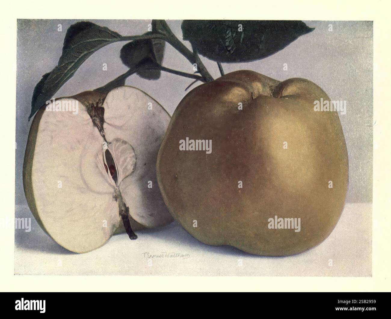 Apples, pears, Edinburgh, T.C, E.C, Jack, 1911, pears, apples, A still ...