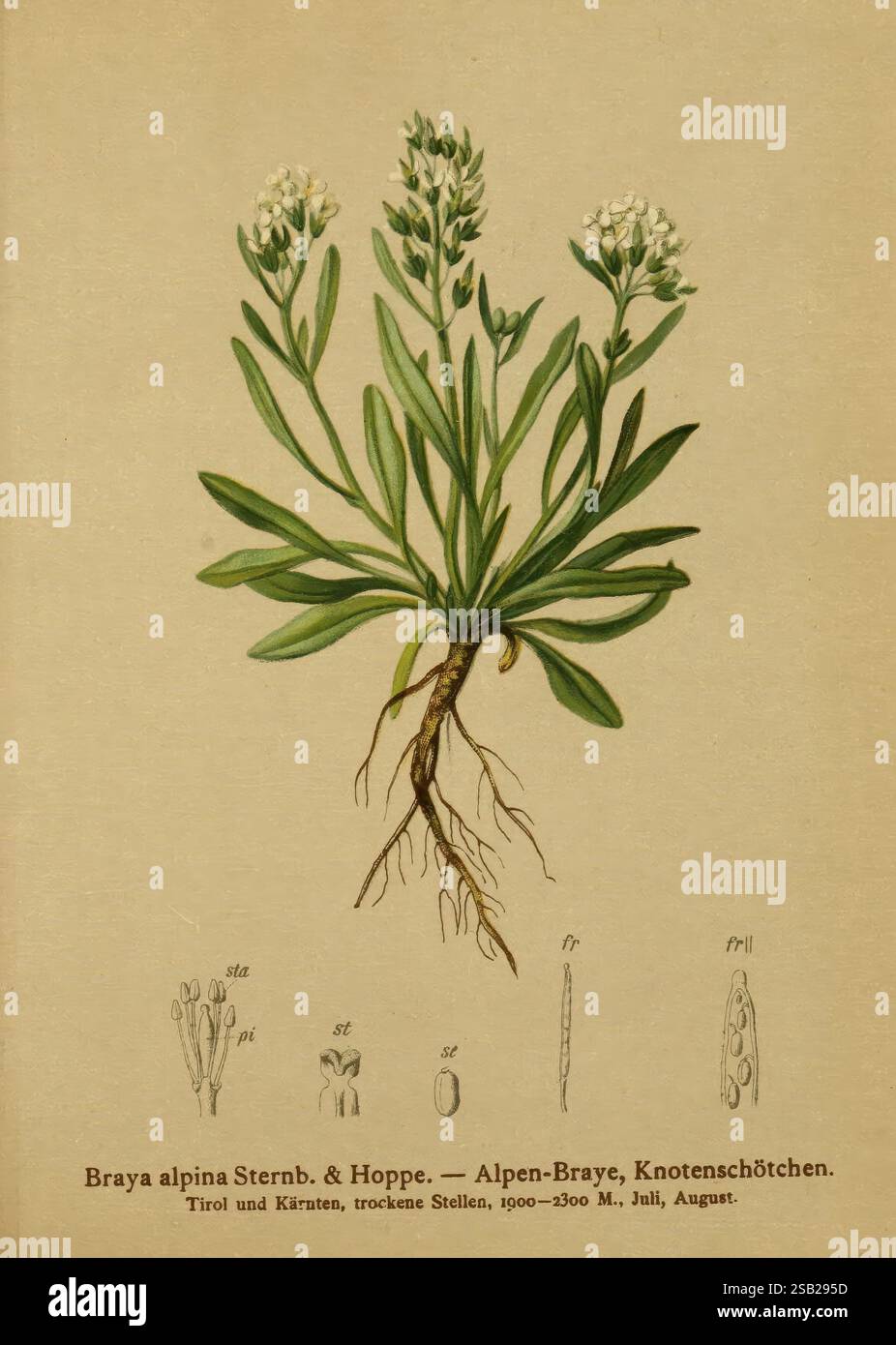Atlas der Alpenflora Wien, Alpenvereins, 1882, alps, atlases, mountain ...