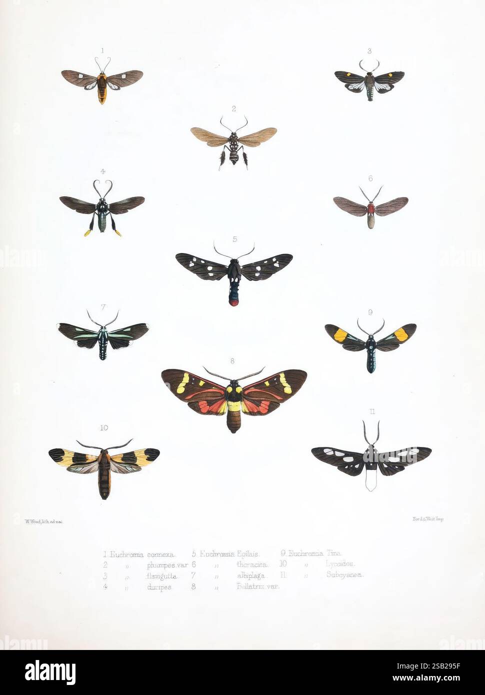 Illustrations, of, typical, specimens, of, Lepidoptera, Heterocera, in ...