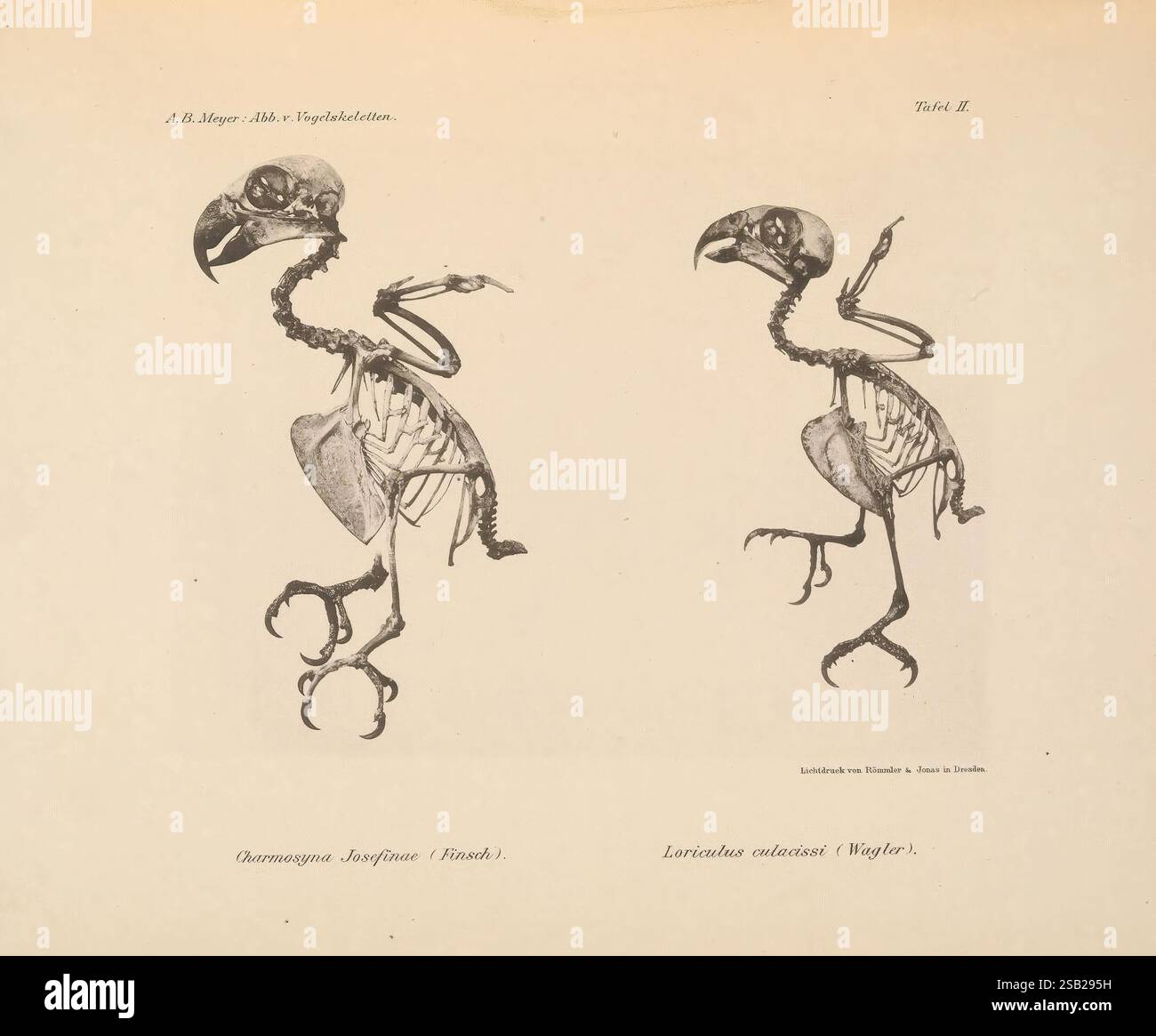 Illustration features two skeletal structures hi-res stock photography ...