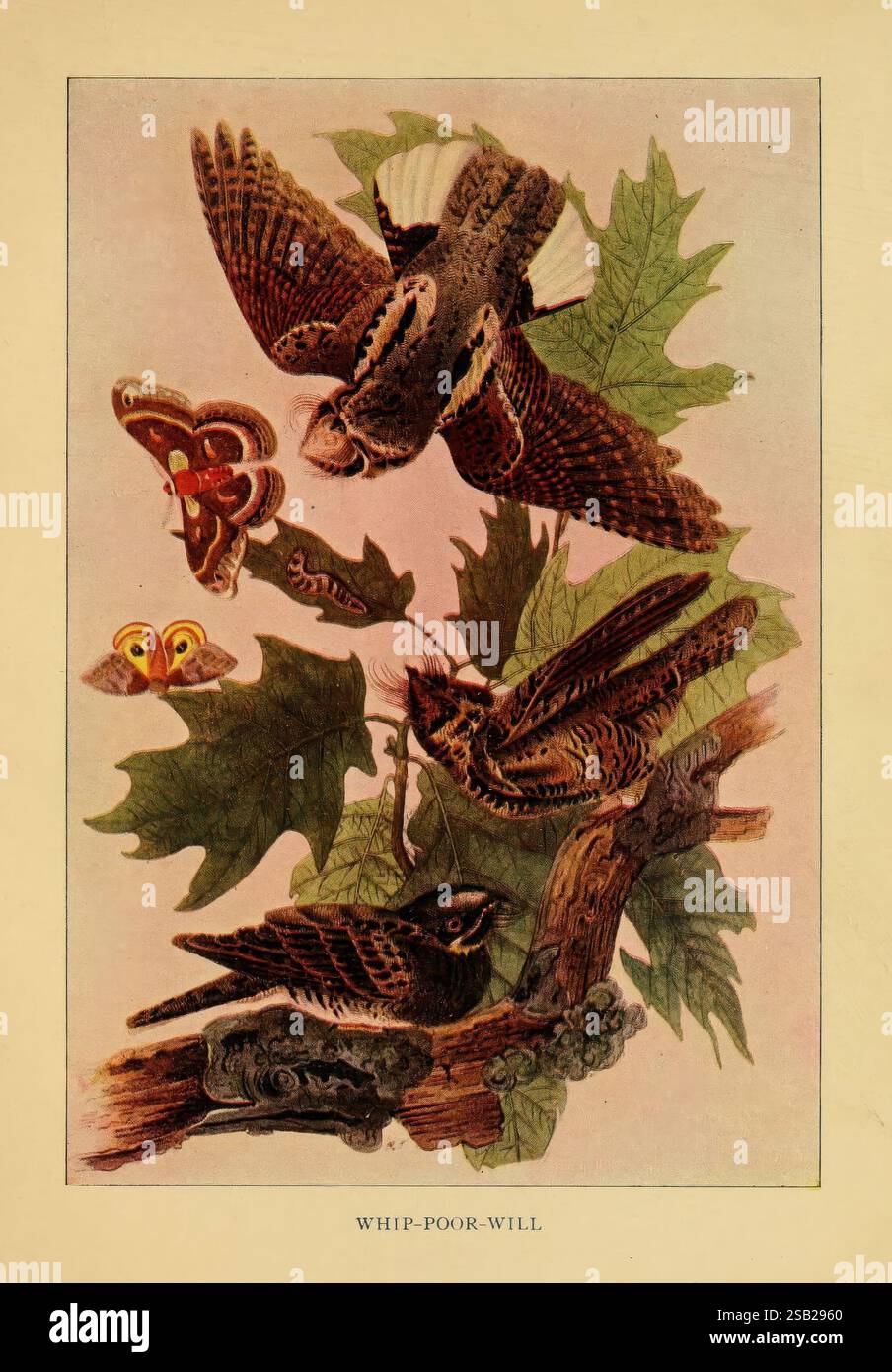 Everyday Birds Boston Houghton Mifflin and Company 1901 Birds ...