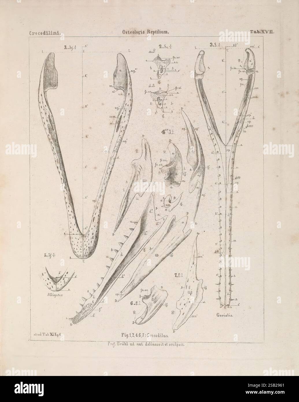 Das Skelet der Krokodilinen, Wien, W. Braumüller, 1862, skeleton ...