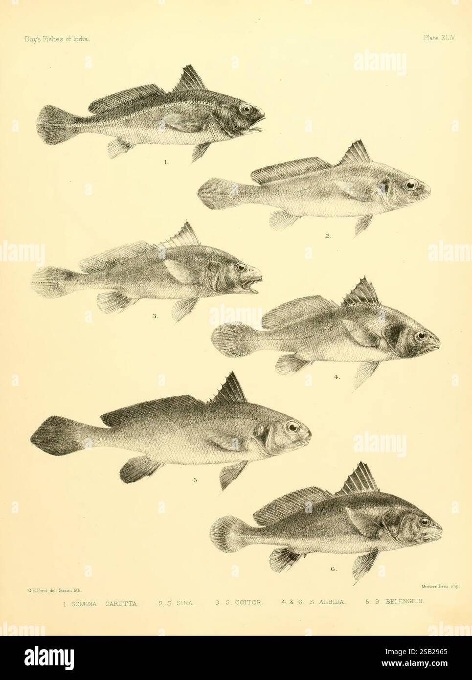 Illustration features six detailed depictions hi-res stock photography ...