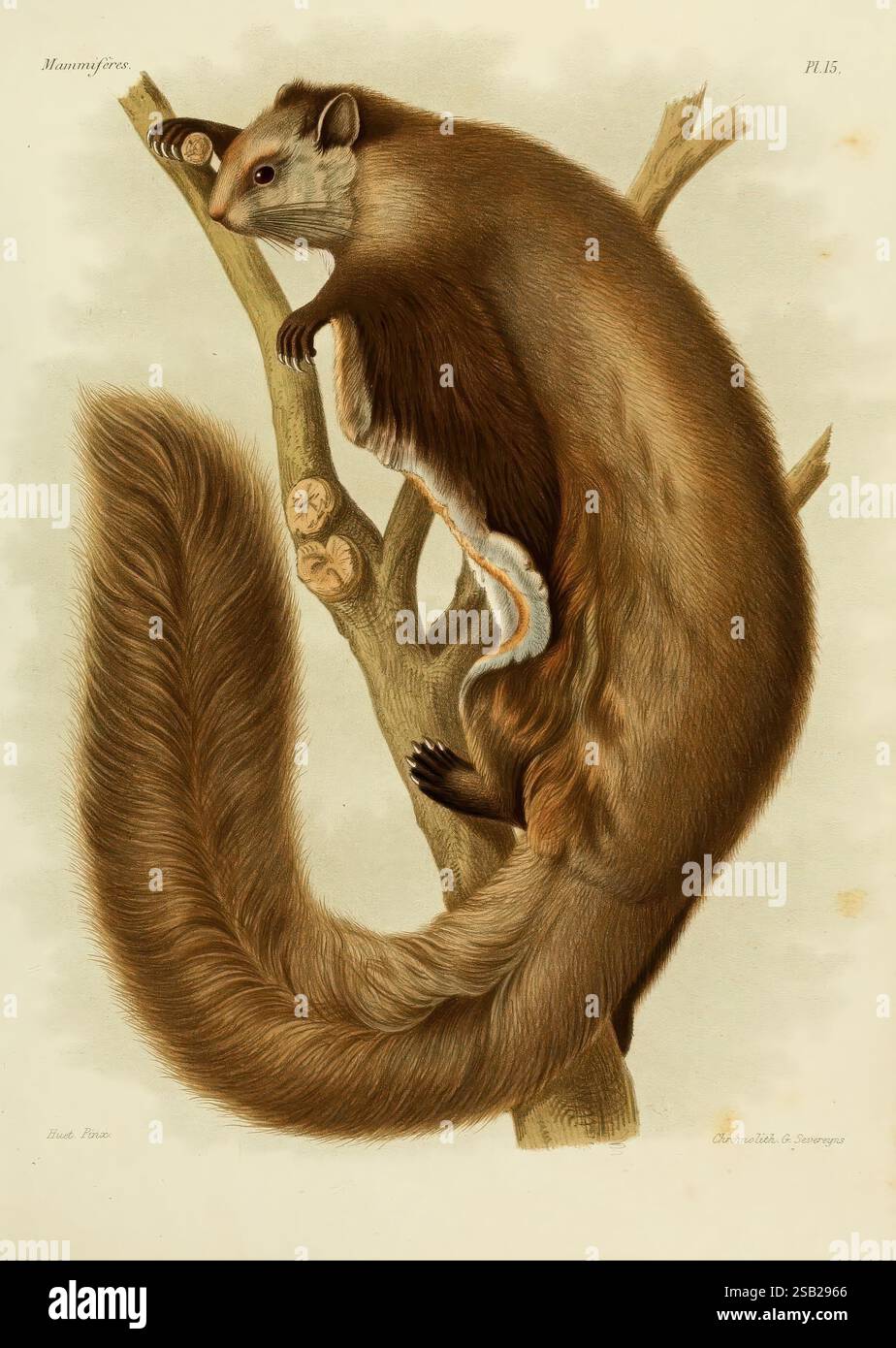 Grasp paws hi-res stock photography and images - Alamy